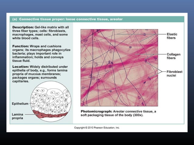 Anatomy & Physiology Lecture Notes - Ch. 4 tissues - connective | PPT ...