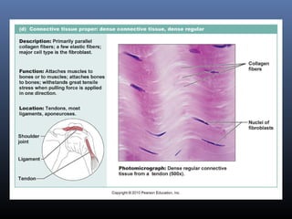 Dense Regular Connective Tissue 400x Labeled