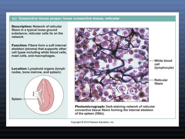 anatomy-and-physiology-kidneys