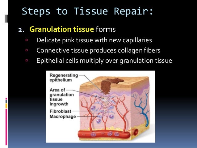 Anatomy & Physiology Lecture Notes - Ch. 4 tissues - nervous & tissue…