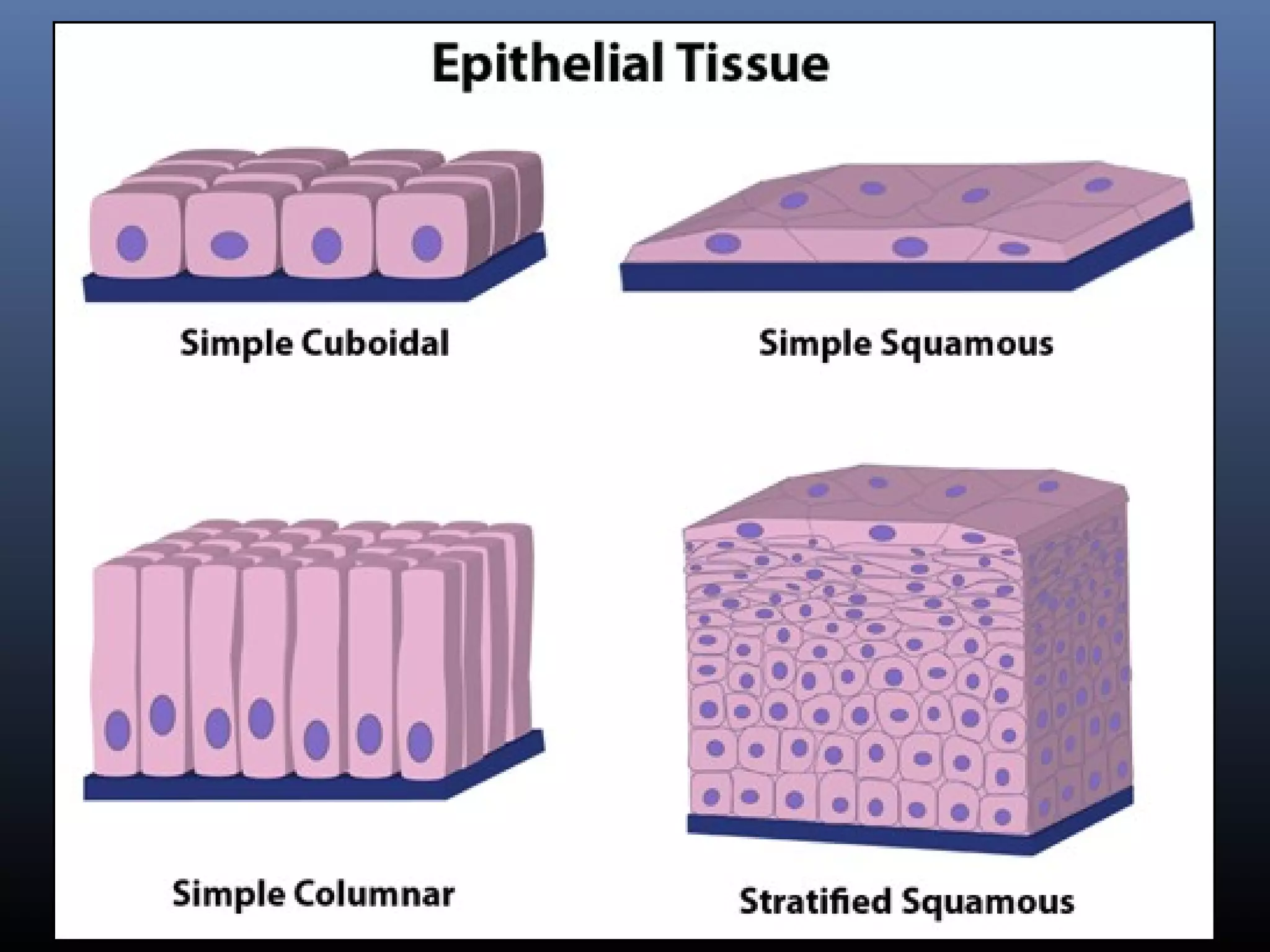 Anatomy & Physiology Lecture Notes - Ch. 4 tissues - epithelium | PPT