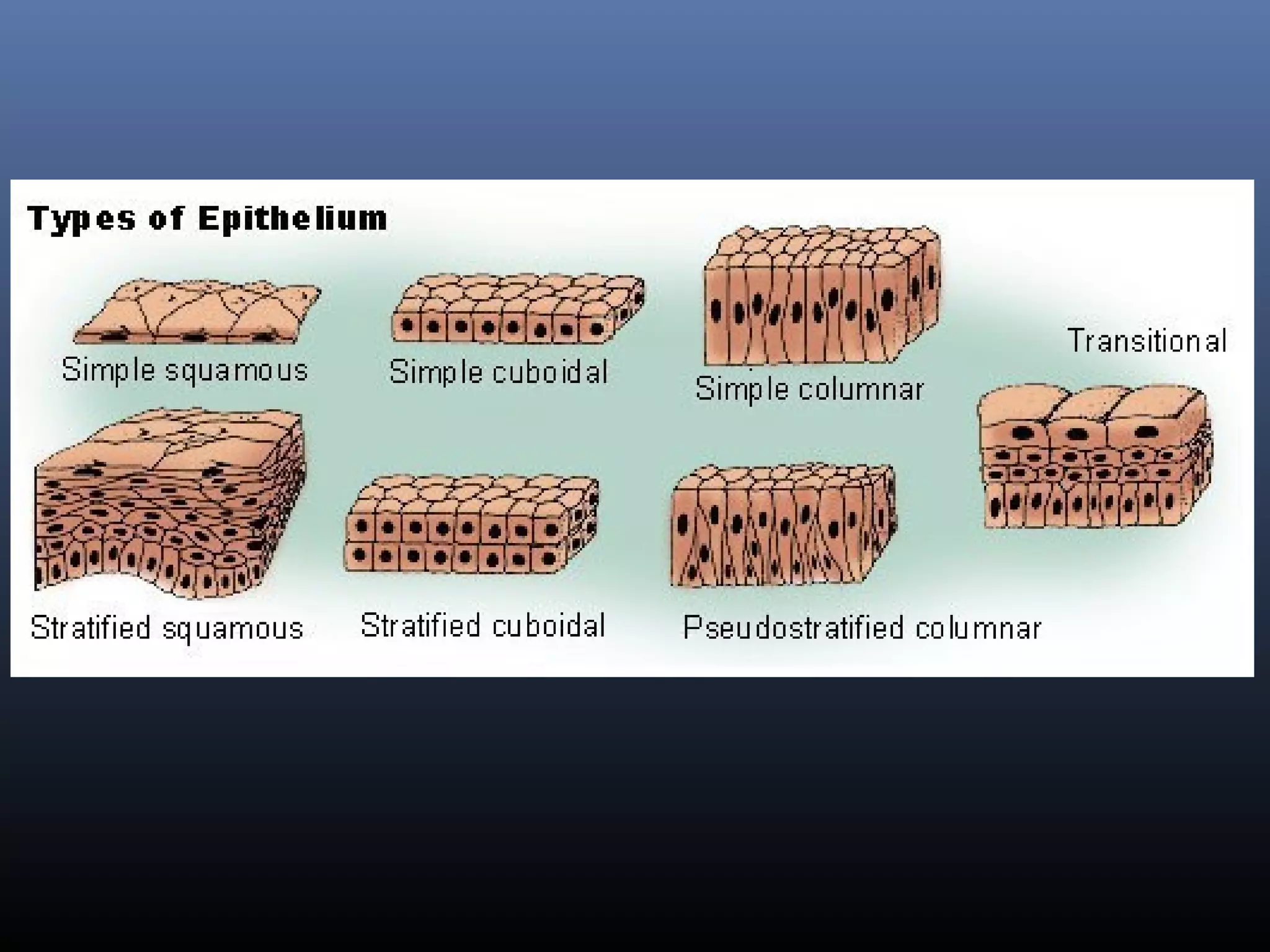 Anatomy & Physiology Lecture Notes - Ch. 4 tissues - epithelium | PPT