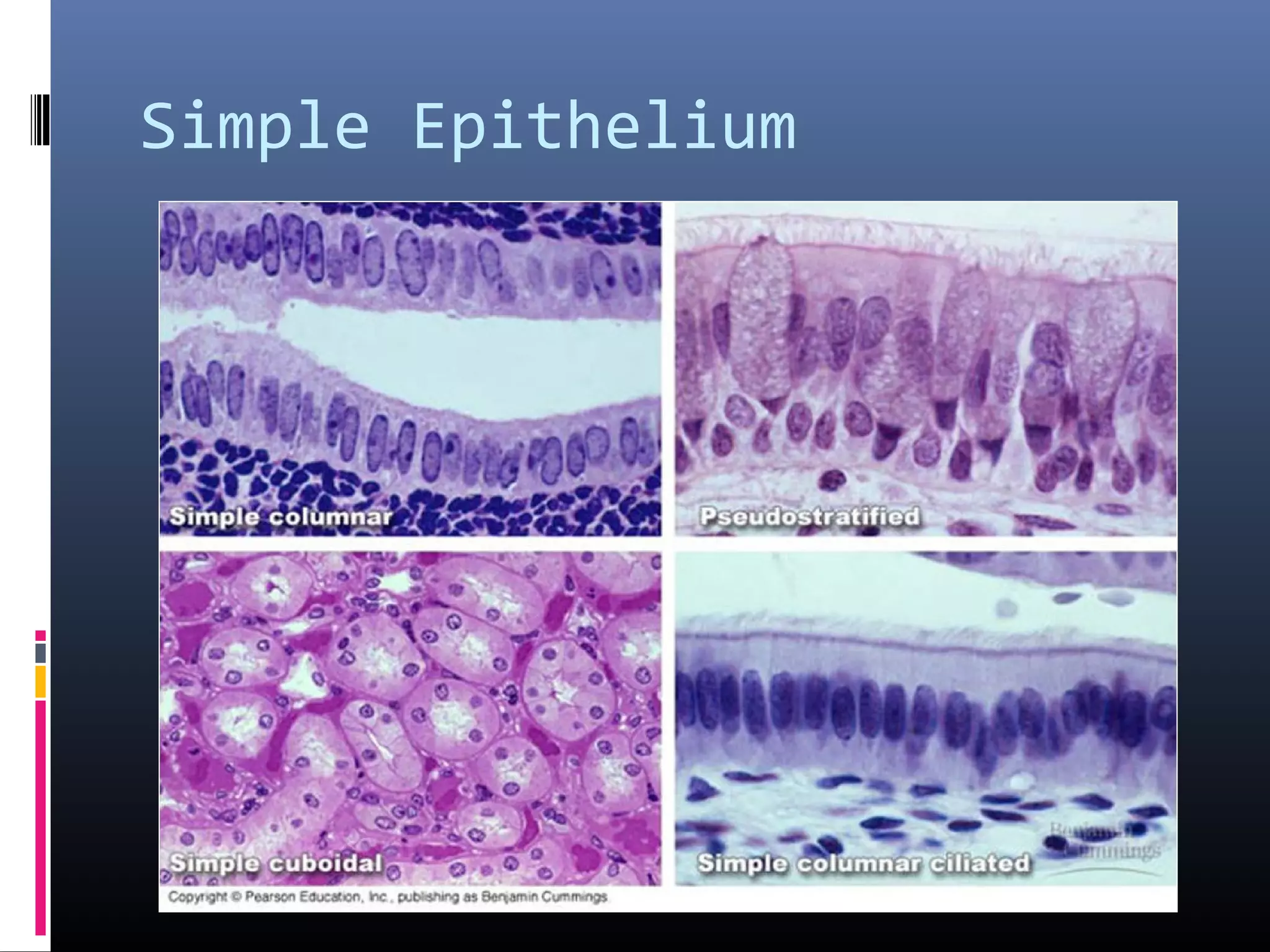 Anatomy & Physiology Lecture Notes - Ch. 4 tissues - epithelium | PPT