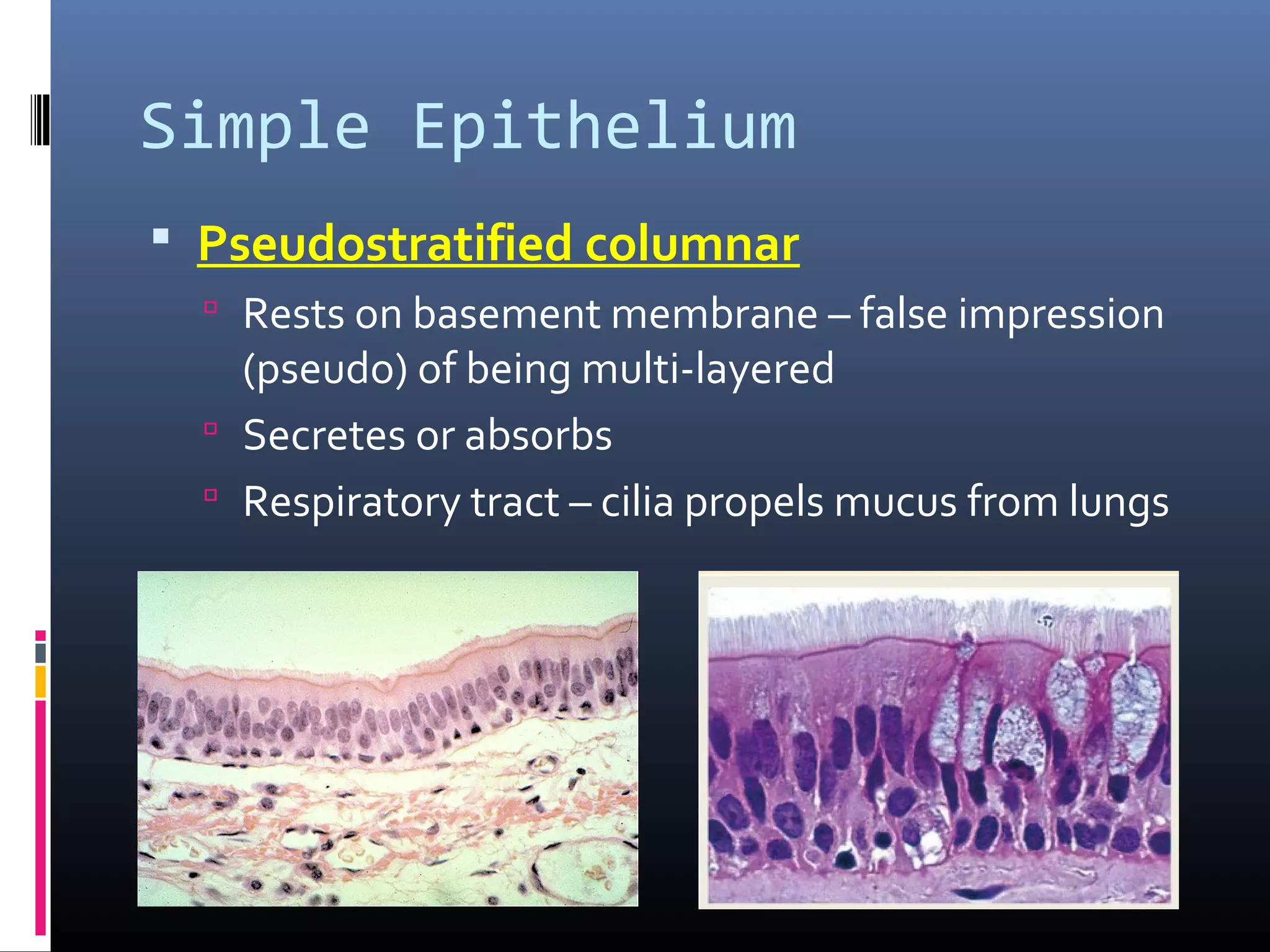 Anatomy & Physiology Lecture Notes - Ch. 4 tissues - epithelium | PPT