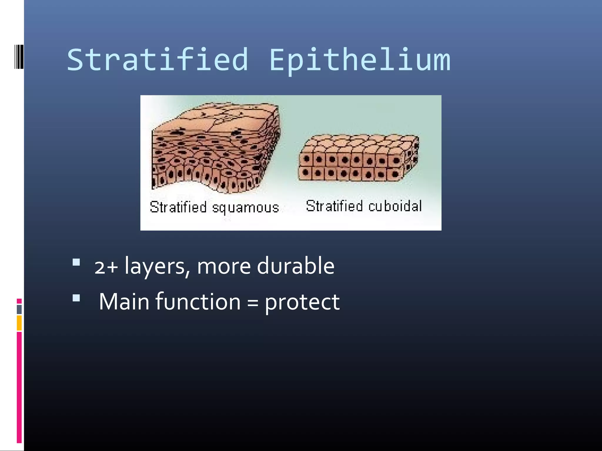 Anatomy & Physiology Lecture Notes - Ch. 4 tissues - epithelium | PPT