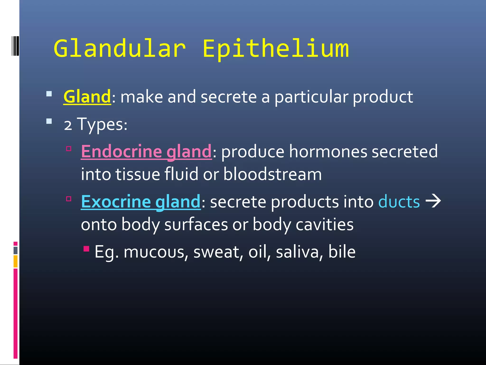 Anatomy & Physiology Lecture Notes - Ch. 4 tissues - epithelium | PPT