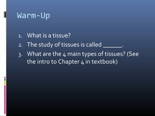 Anatomy & Physiology Lecture Notes - Ch. 4 tissues - epithelium | PPT