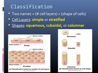 Anatomy & Physiology Lecture Notes - Ch. 4 tissues - epithelium | PPT
