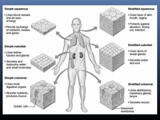 Anatomy & Physiology Lecture Notes - Ch. 4 tissues - epithelium | PPT