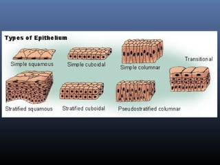 Anatomy & Physiology Lecture Notes - Ch. 4 tissues - epithelium | PPT