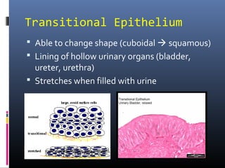 Anatomy & Physiology Lecture Notes - Ch. 4 tissues - epithelium | PPT