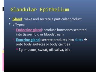 Anatomy & Physiology Lecture Notes - Ch. 4 tissues - epithelium | PPT