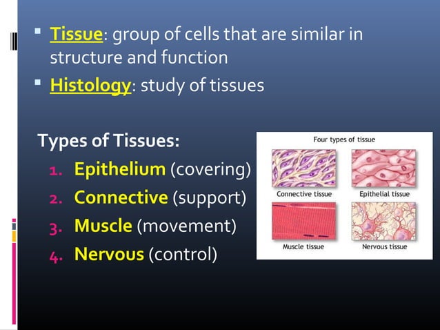 Anatomy & Physiology Lecture Notes - Ch. 4 tissues - epithelium | PPT