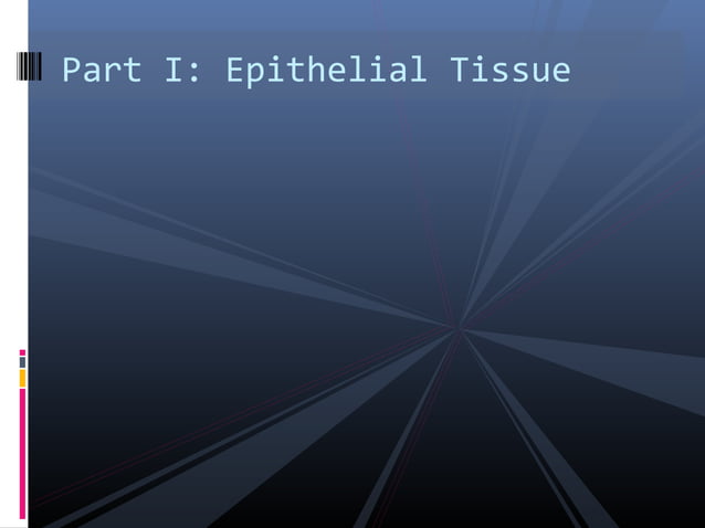 Anatomy & Physiology Lecture Notes - Ch. 4 tissues - epithelium | PPT