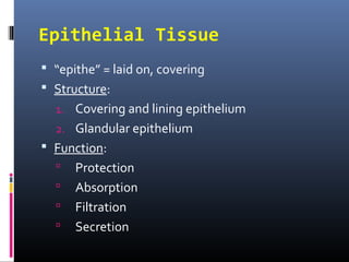 Anatomy & Physiology Lecture Notes - Ch. 4 tissues - epithelium | PPT