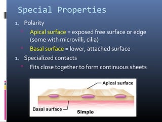 Anatomy & Physiology Lecture Notes - Ch. 4 tissues - epithelium | PPT