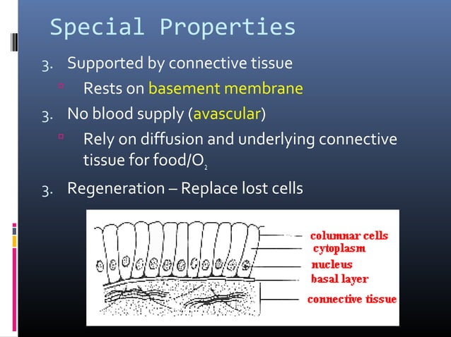 Anatomy & Physiology Lecture Notes - Ch. 4 tissues - epithelium | PPT