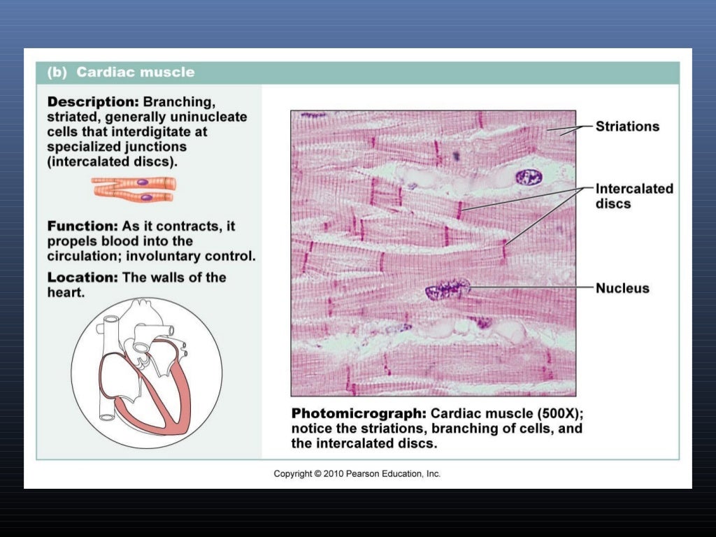 Anatomy Physiology Lecture Notes Ch 4 Tissues Muscle Anatomy Physiology Lecture Notes Ch 4 Tissues Muscle