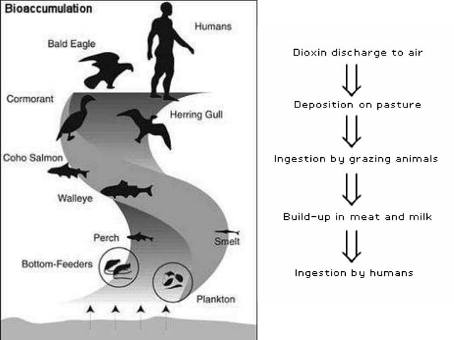 Bioaccumulation | PPT