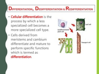 Plant Cell Differentiation