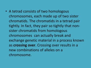 Tetrad Chromosome