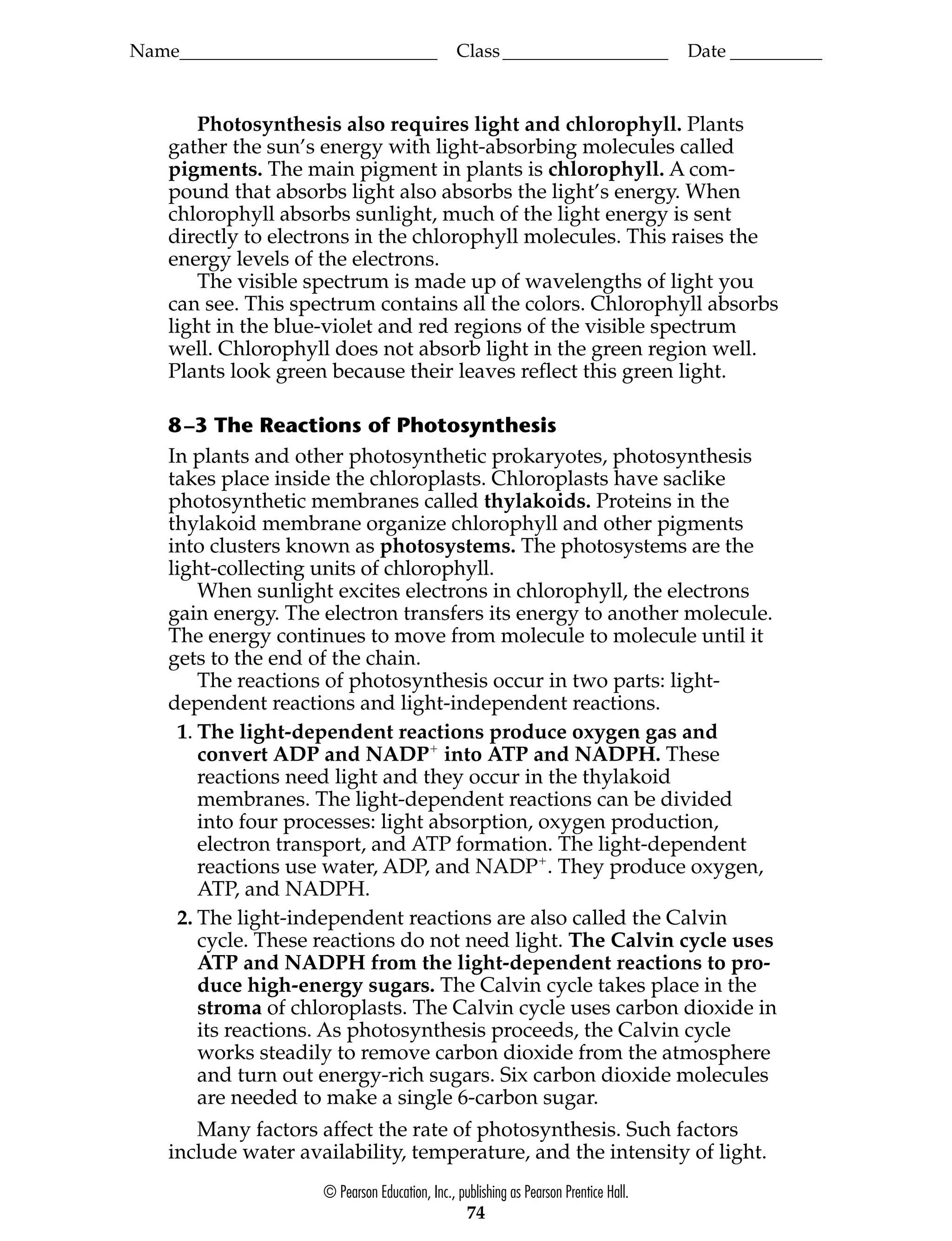 Ch. 8 Photosynthesis Notes | PDF