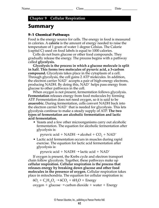 Ch. 9 Cellular Respiration Notes | PDF