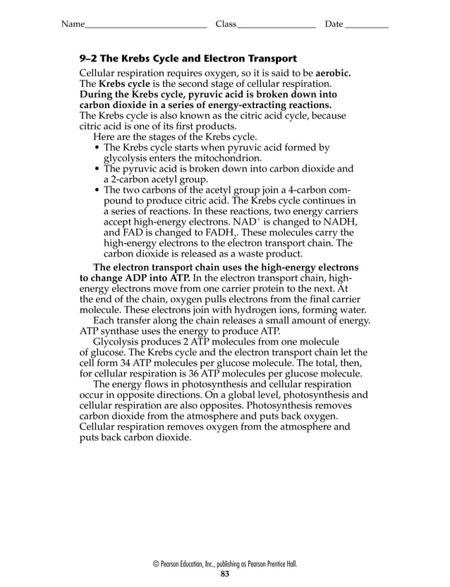 Ch. 9 Cellular Respiration Notes | PDF