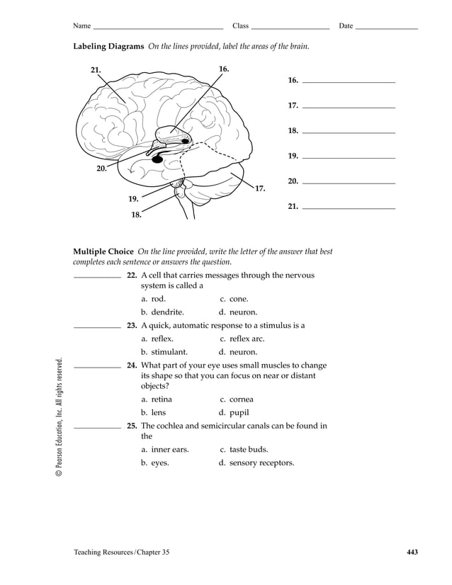 Ch. 35 Nervous System and Tissues Quiz | PDF