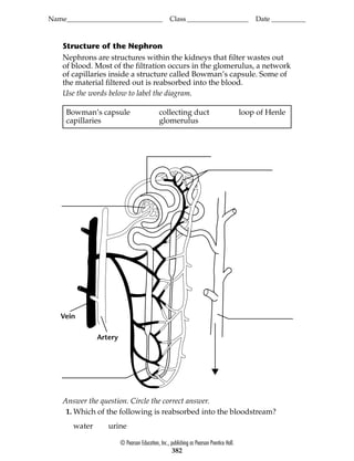 Ch. 38 Nephron structure labelling ws | PDF