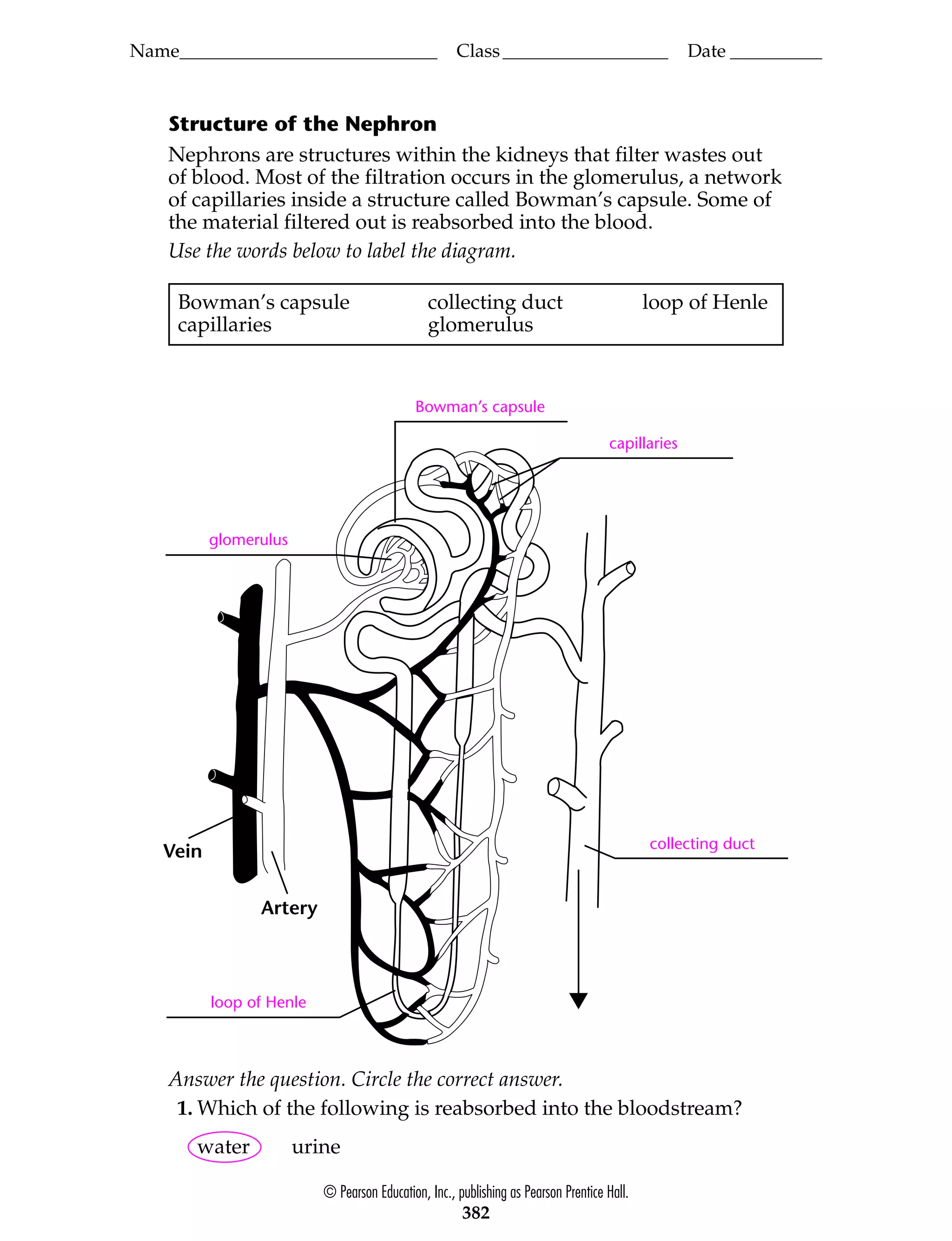 Ch. 38 Nephron structure labelling ws Answers | PDF