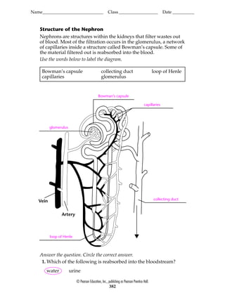 Ch. 38 Nephron structure labelling ws Answers | PDF