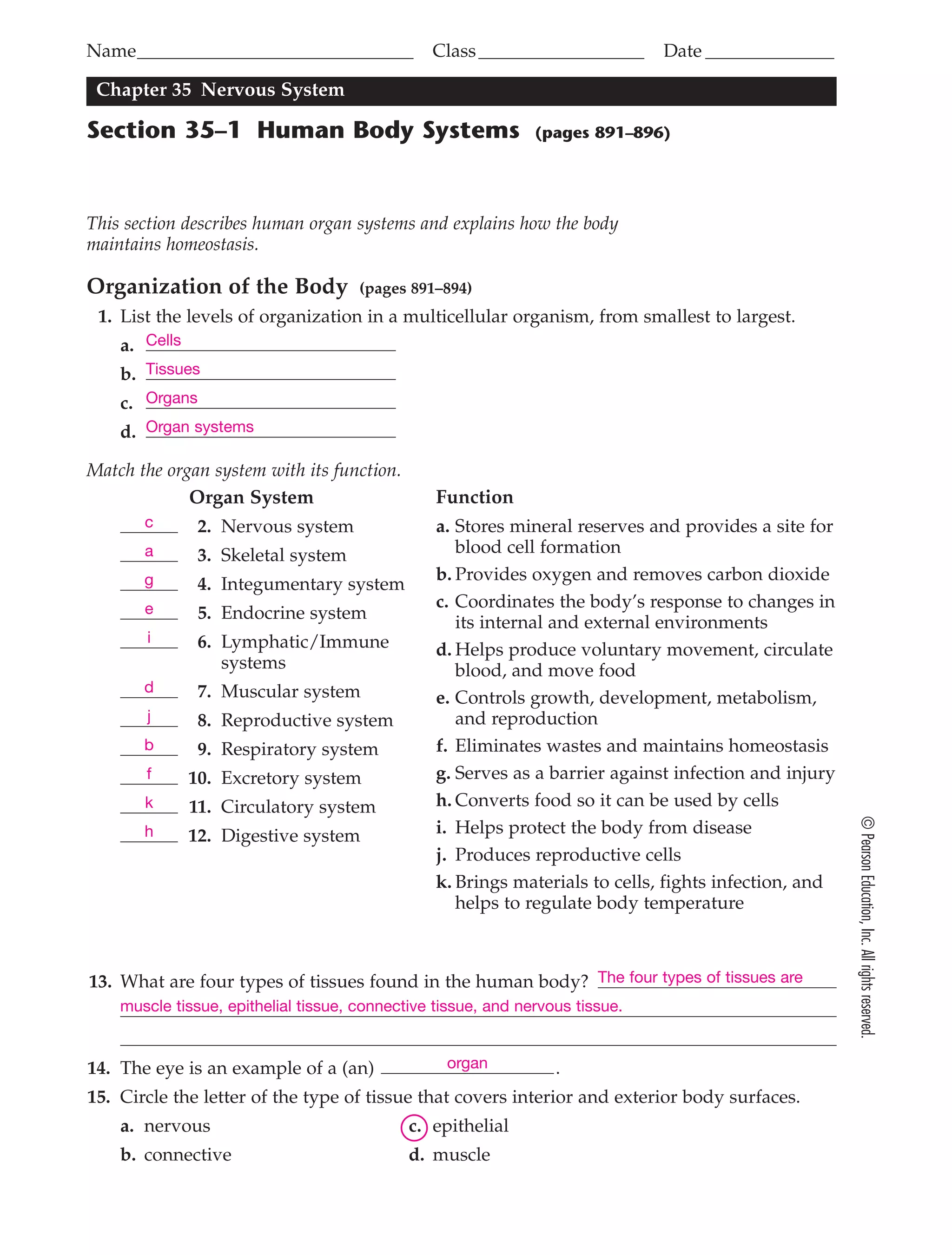 Ch. 35.1 human body systems ws Answers | PDF