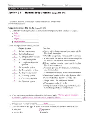 Ch. 35.1 human body systems ws Answers | PDF