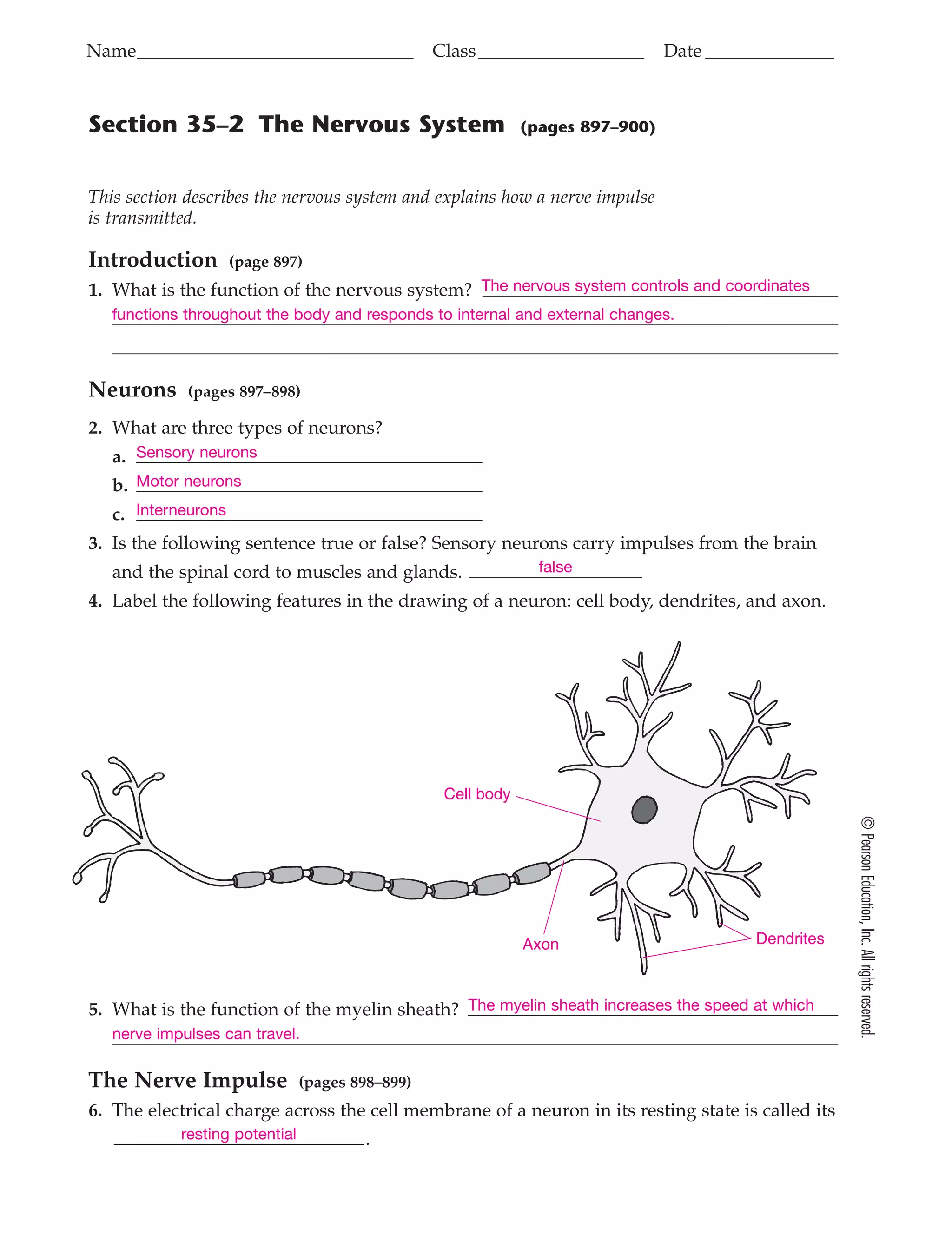Ch. 35 nervous system ws Answers | PDF