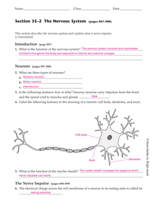 Ch. 35 nervous system ws Answers | PDF