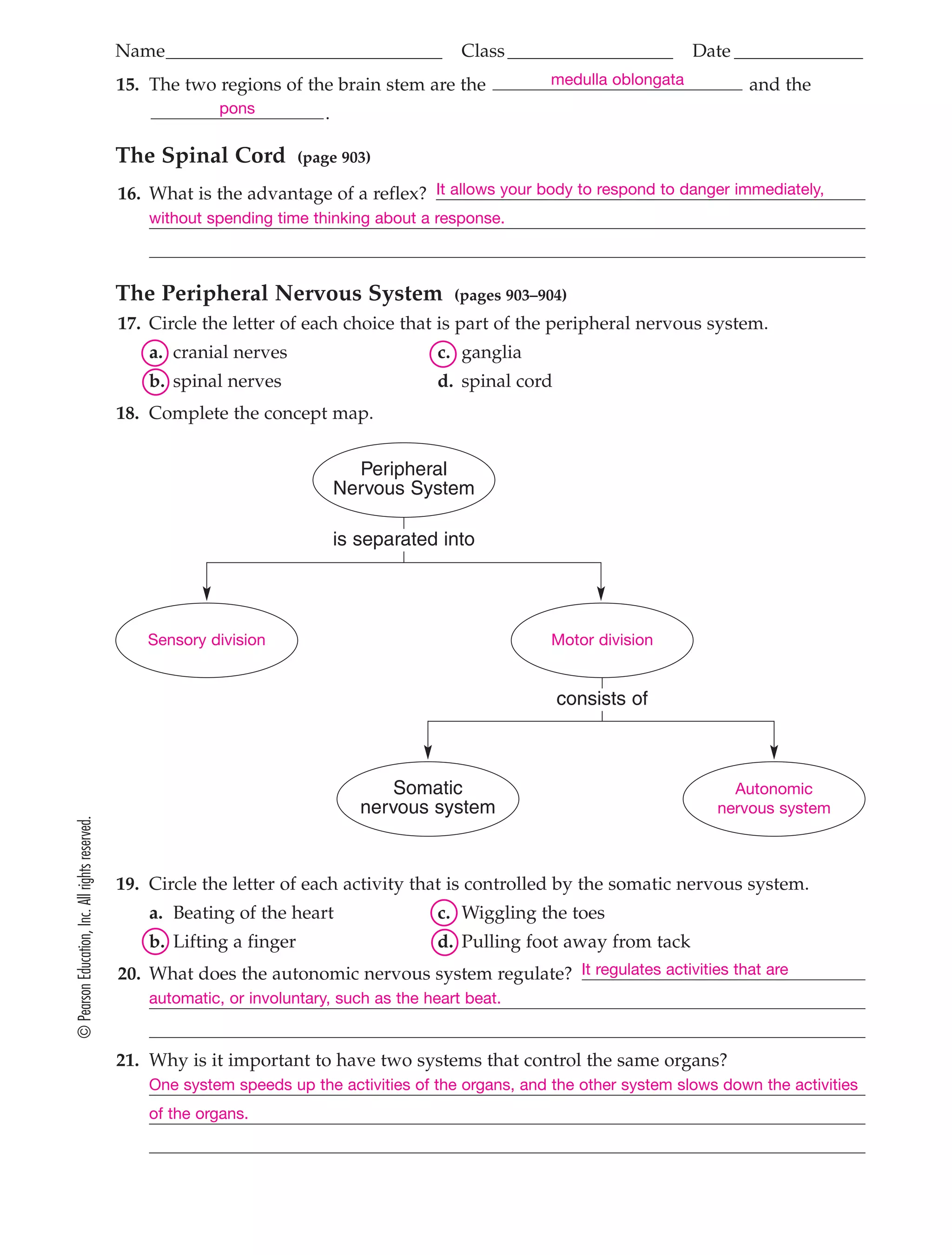Ch. 35 divisions of nervous ws Answers | PDF