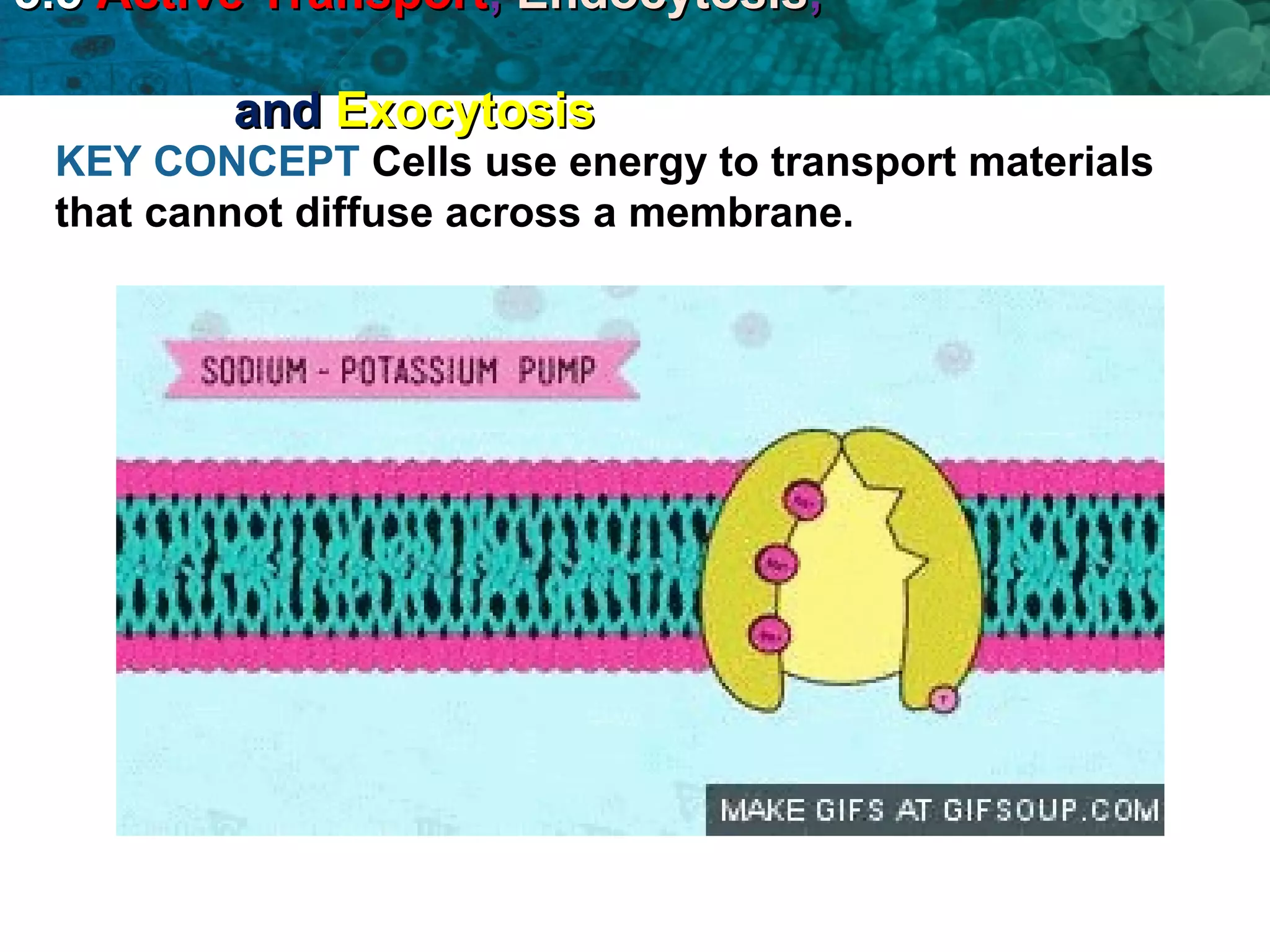 Ch.5 active transport, endocytosis, and exocytosis By Hamdy Karim | PPT | Brain and Nervous ...