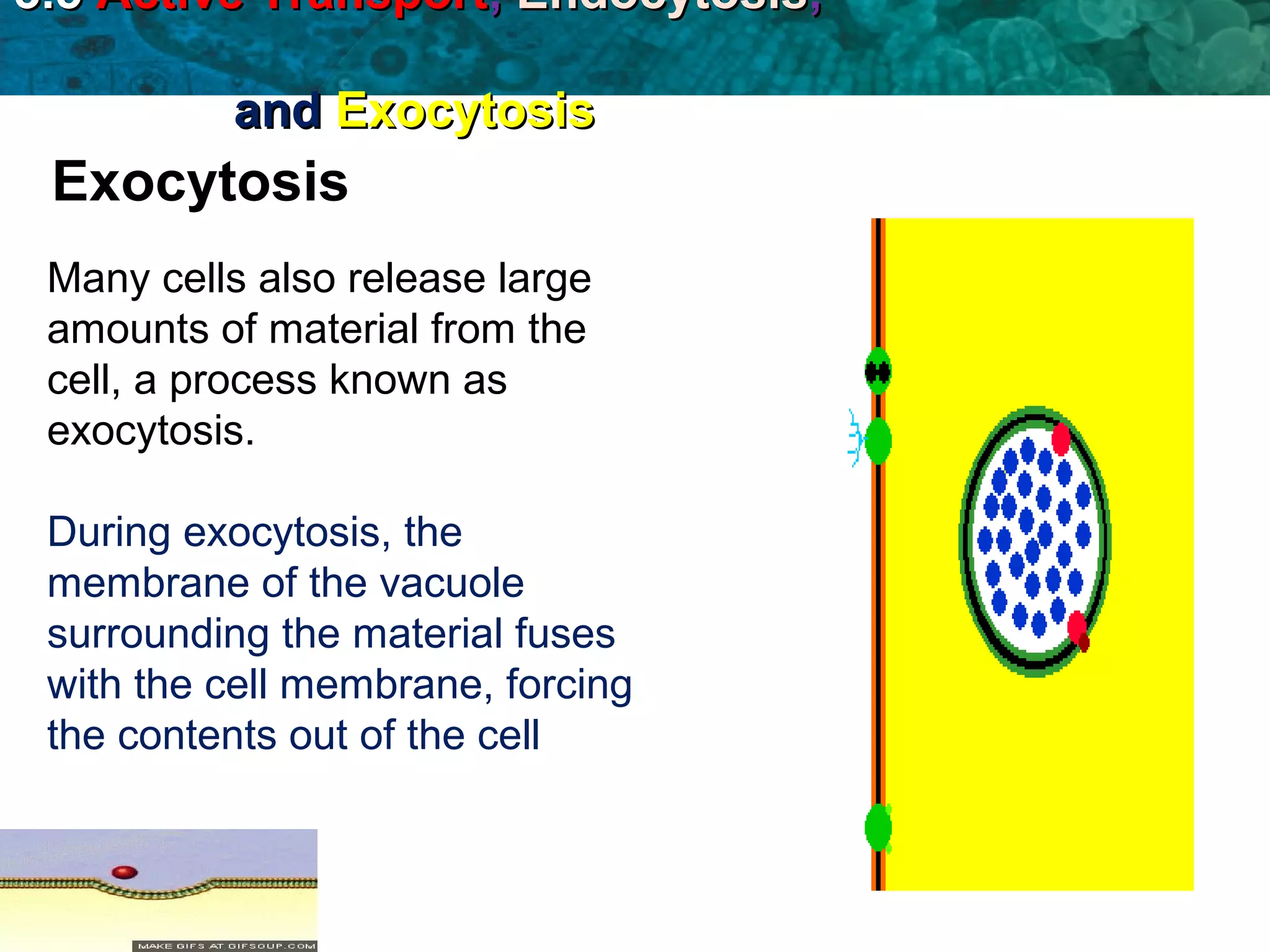 Ch.5 active transport, endocytosis, and exocytosis By Hamdy Karim | PPT ...