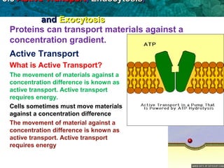 Ch.5 active transport, endocytosis, and exocytosis By Hamdy Karim | PPT | Brain and Nervous ...