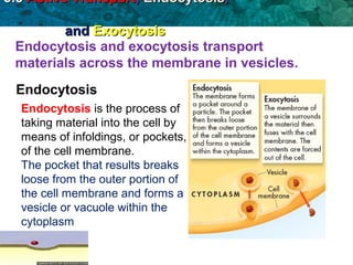 Ch.5 active transport, endocytosis, and exocytosis By Hamdy Karim | PPT | Brain and Nervous ...