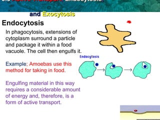 Ch.5 active transport, endocytosis, and exocytosis By Hamdy Karim | PPT ...