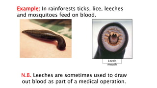 Ch.1.the characteristics of living things (biology) | PPTX