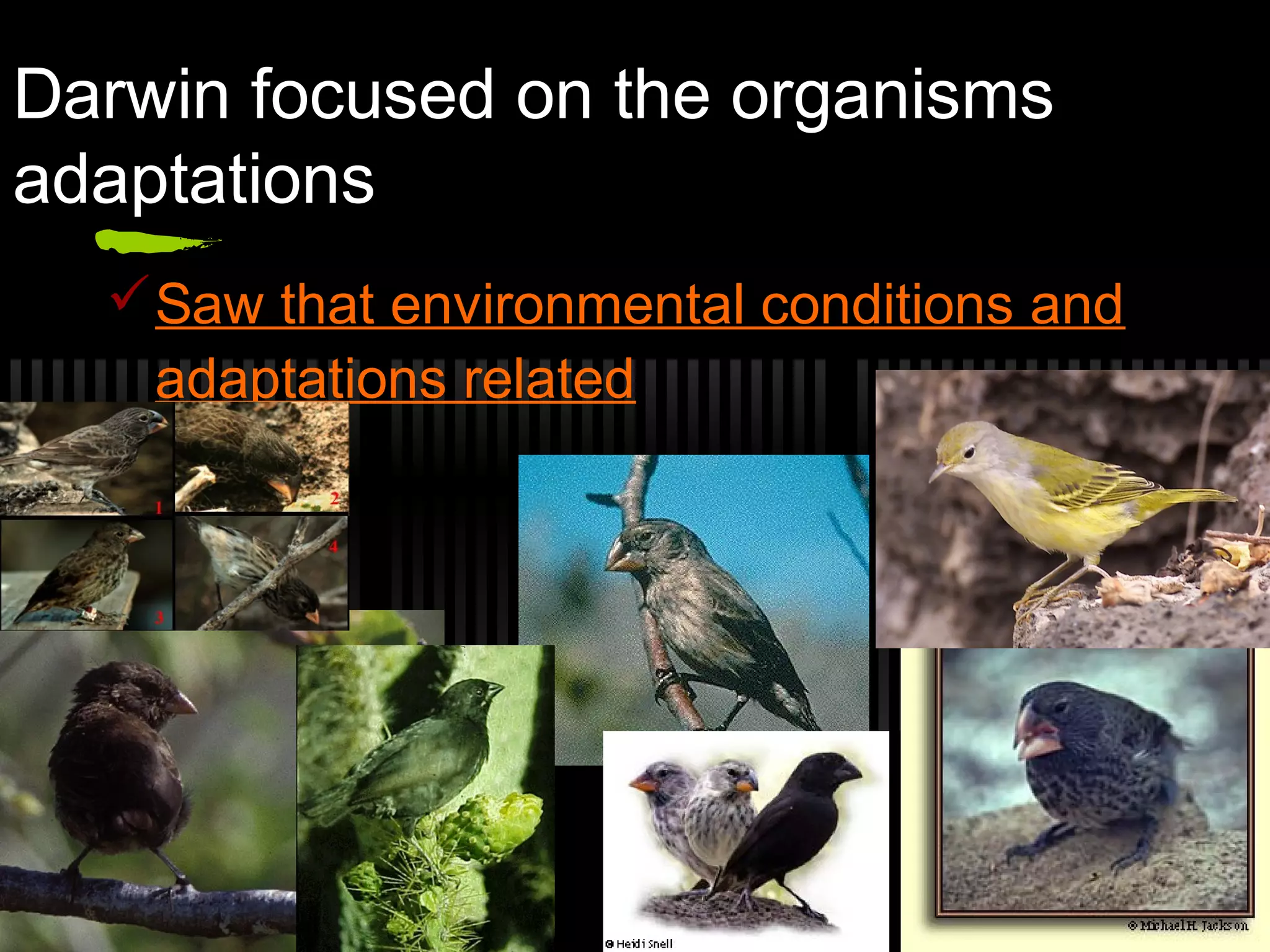 AP Biology Ch. 19 descent with modification | PPT