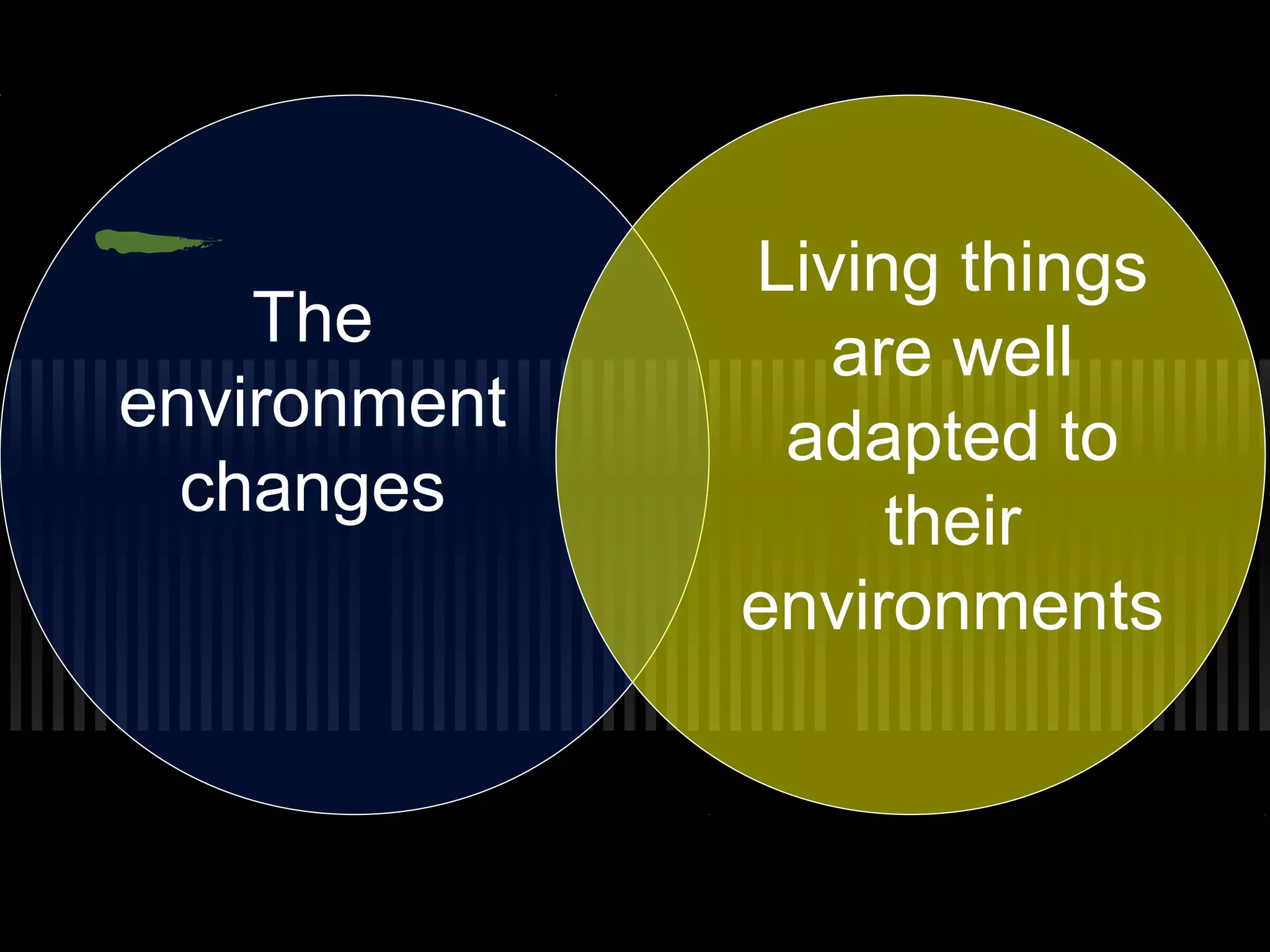 AP Biology Ch. 19 descent with modification | PPT