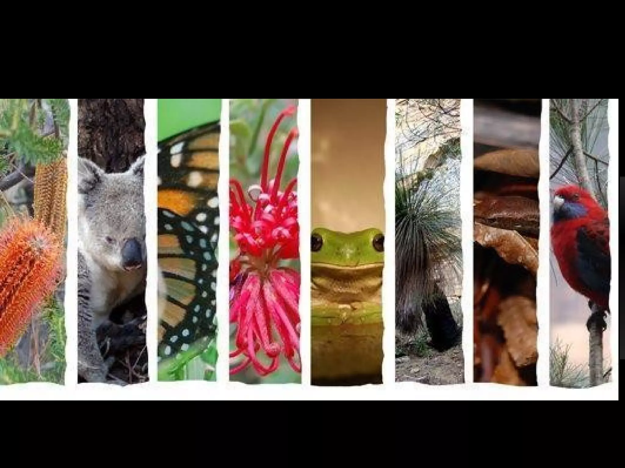 AP Biology Ch. 19 descent with modification | PPT