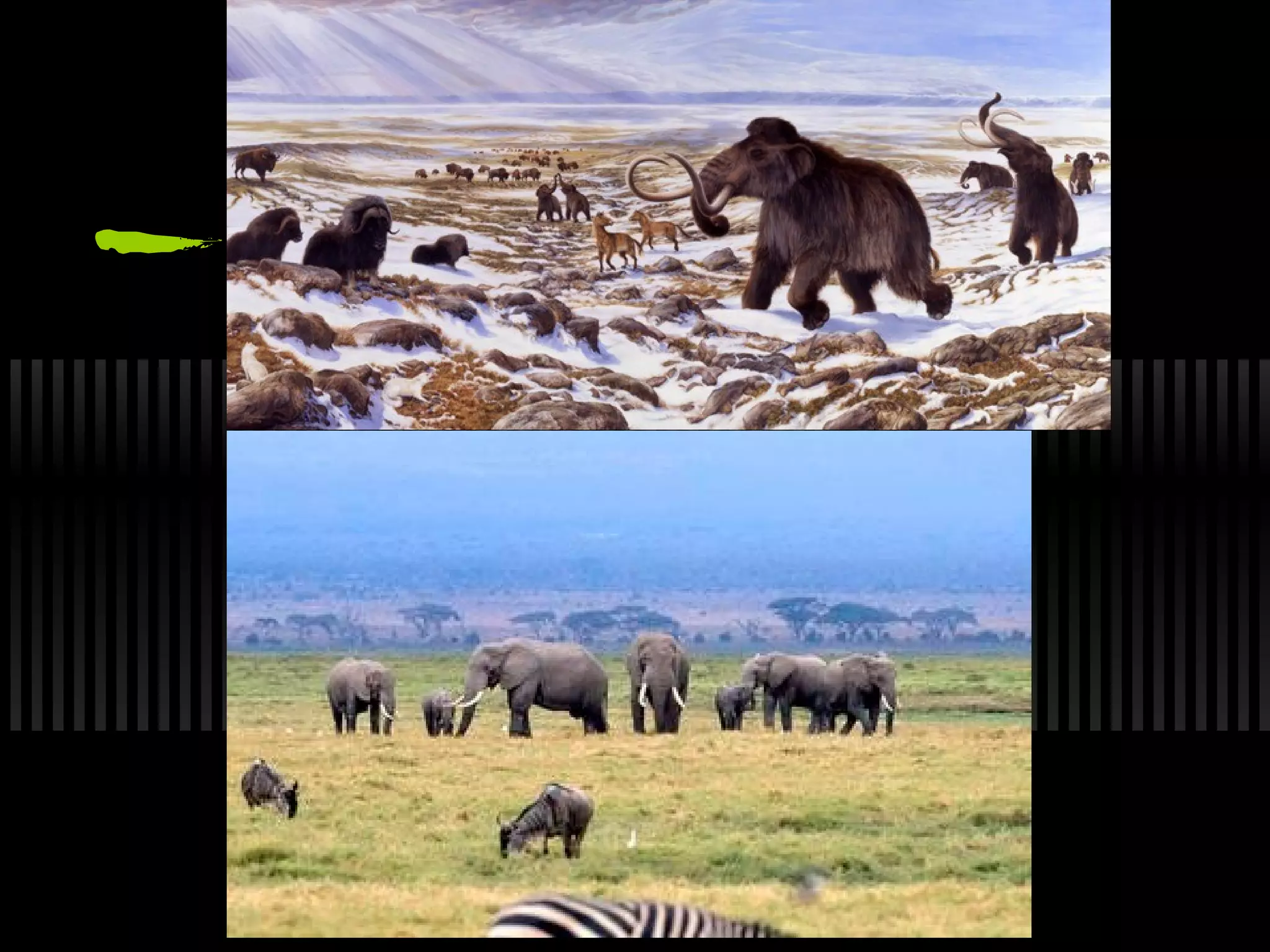 AP Biology Ch. 19 descent with modification | PPT