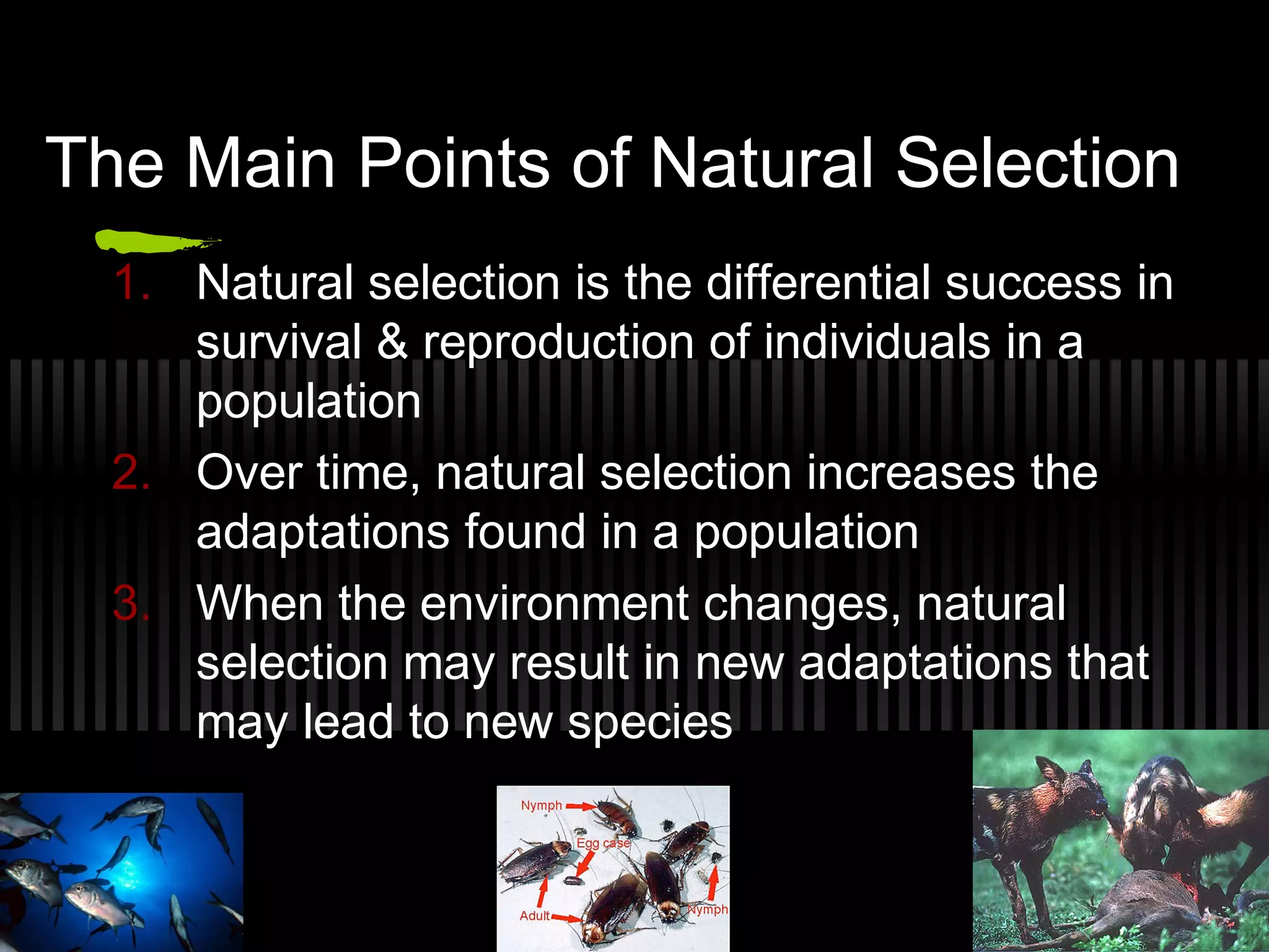 AP Biology Ch. 19 descent with modification | PPT