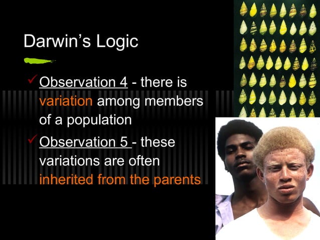 AP Biology Ch. 19 descent with modification | PPT