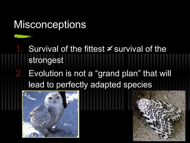 AP Biology Ch. 19 descent with modification | PPT